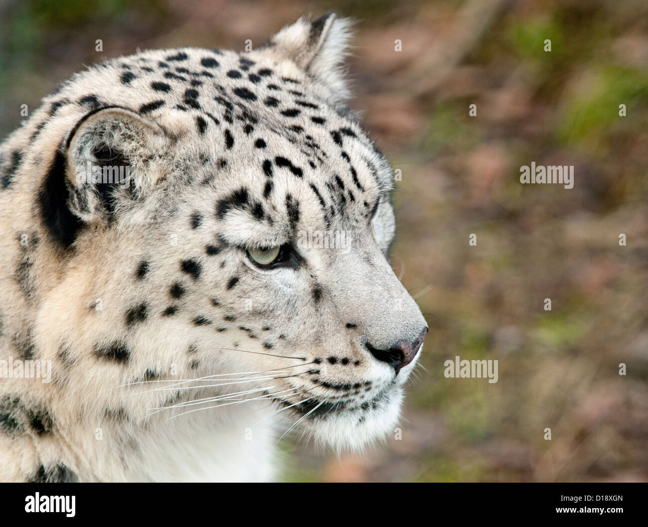 Female snow leopard (profile Stock Photo - Alamy