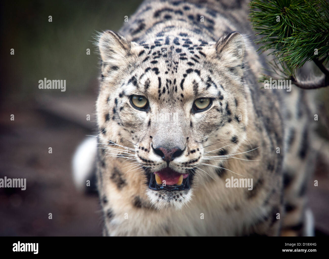 Female snow leopard looking at camera Stock Photo - Alamy
