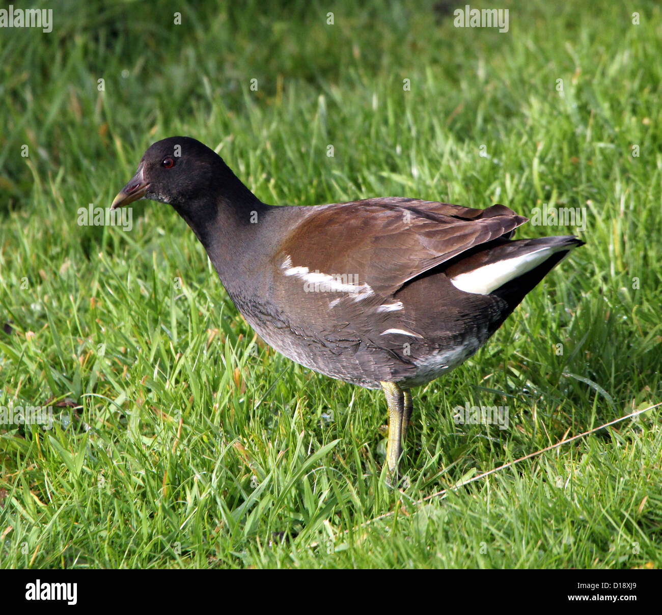 Juvenile common moorhen gallinula chloropus hi-res stock photography ...