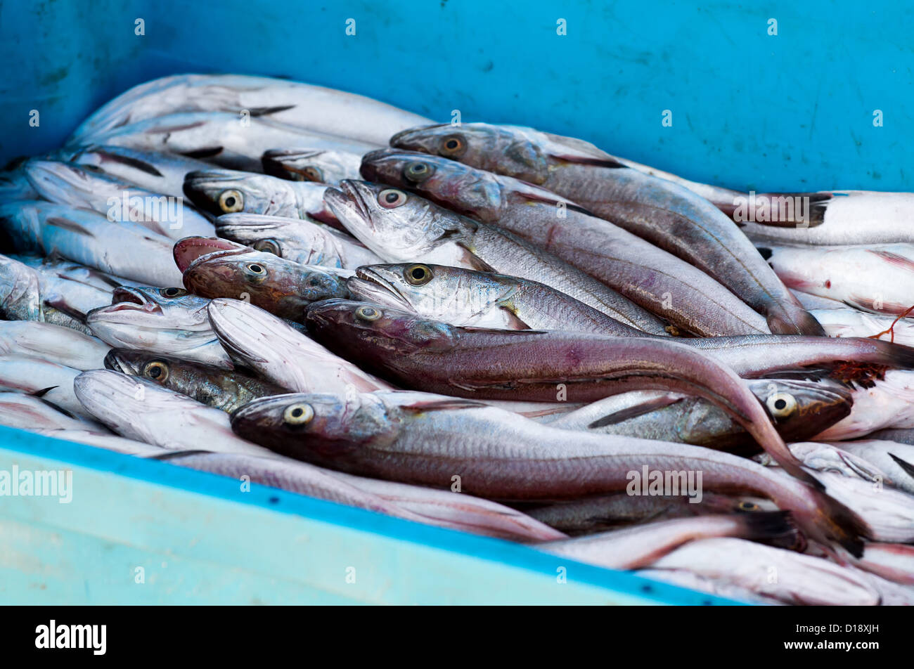Selection of fresh fishes in blue bins Stock Photo - Alamy