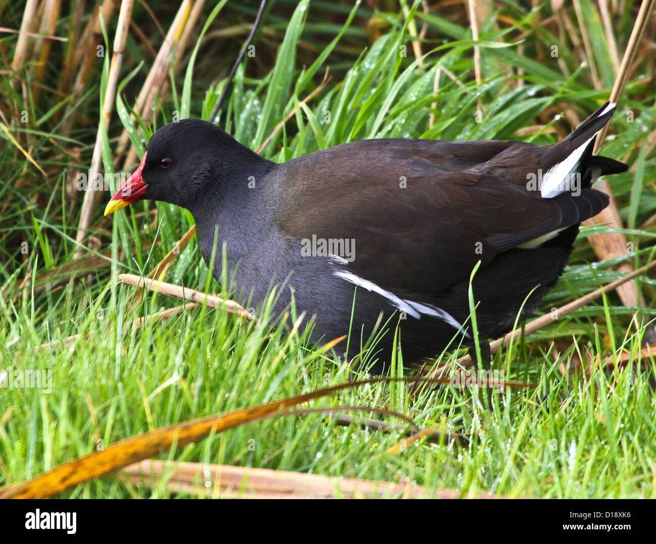 Mature Common Moorhen (Gallinula chloropus) foraging for food in the ...