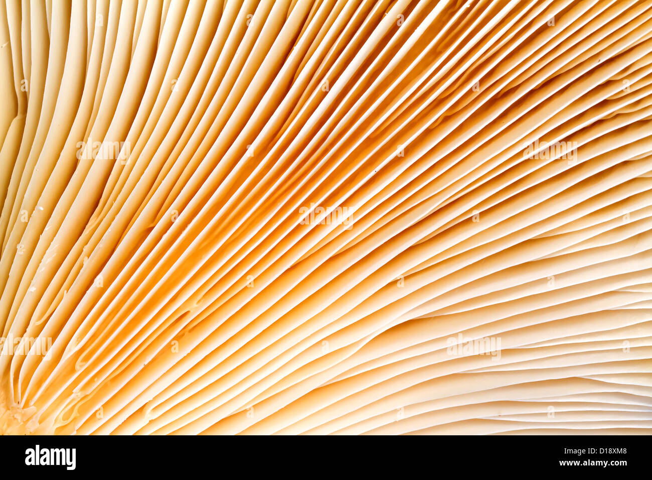 Bottom mushroom hi-res stock photography and images - Alamy