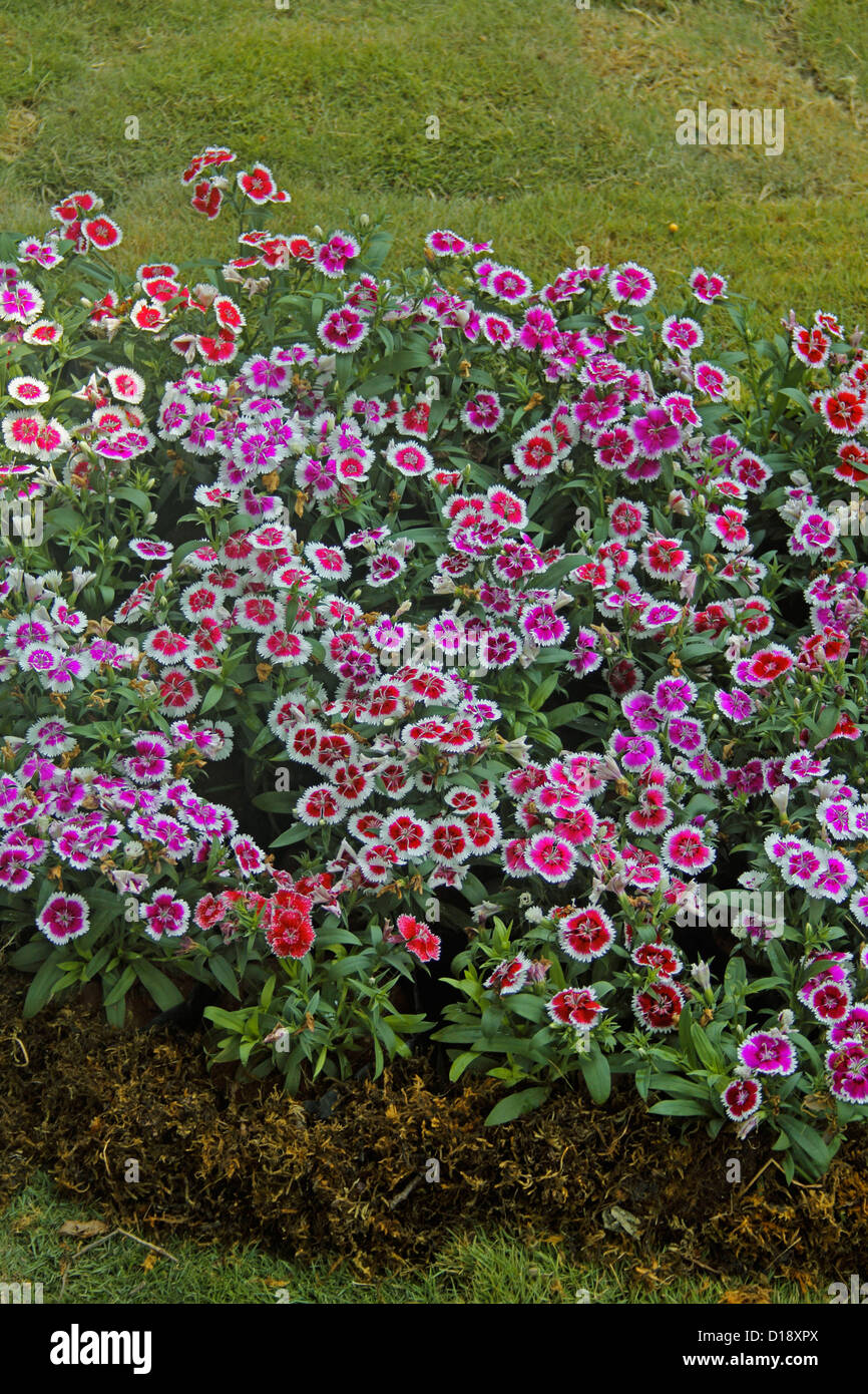 Sweet William, Dianthus barbatus Stock Photo - Alamy