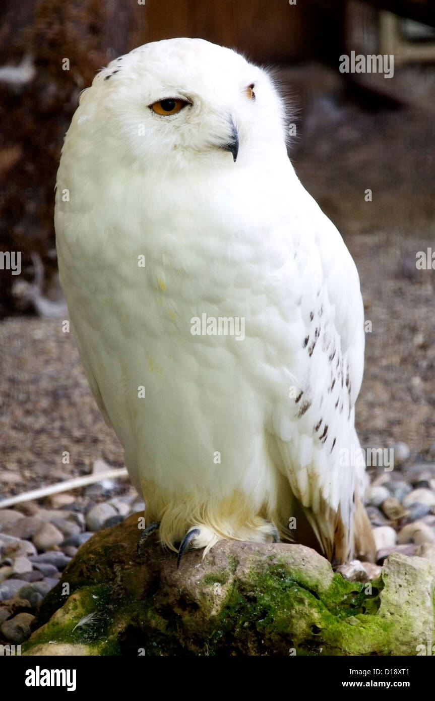 Large owl hi-res stock photography and images - Alamy