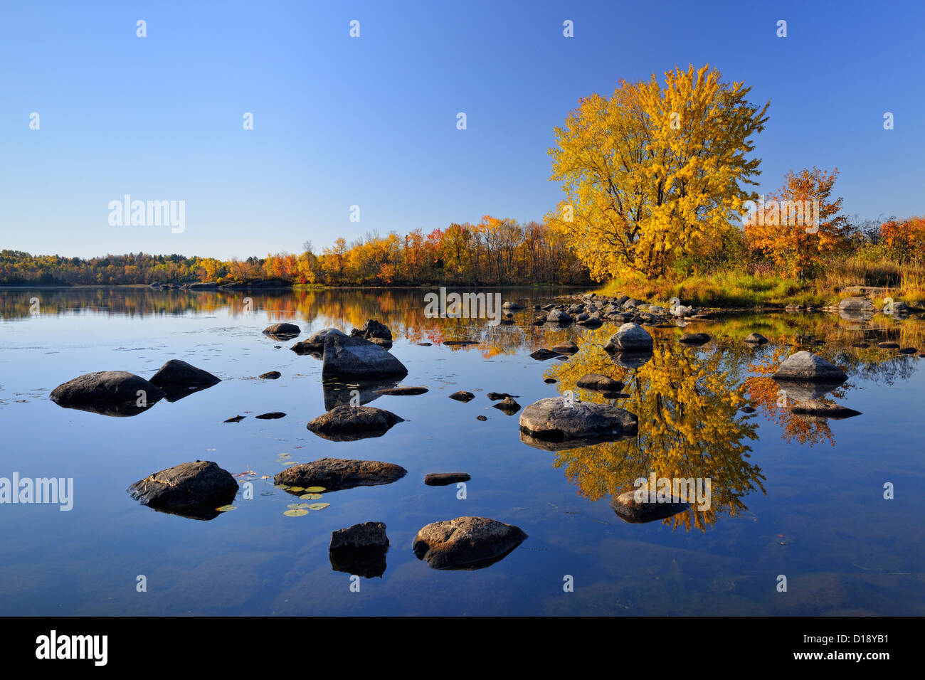 A mature autumn sugar maple reflected in the Vermilion River, Greater ...