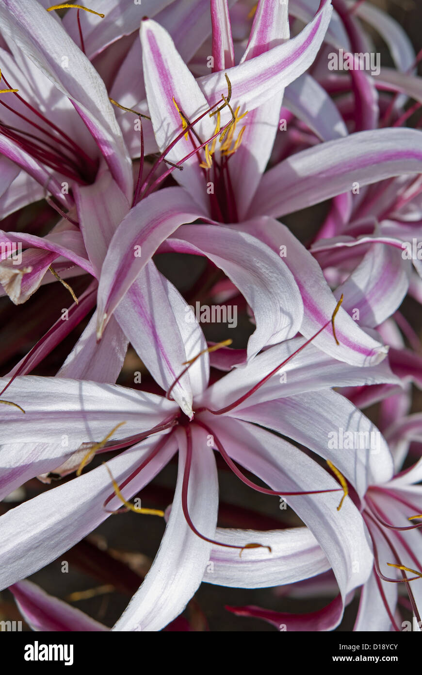 Beautiful tropical lilies, white and purple colors Stock Photo - Alamy