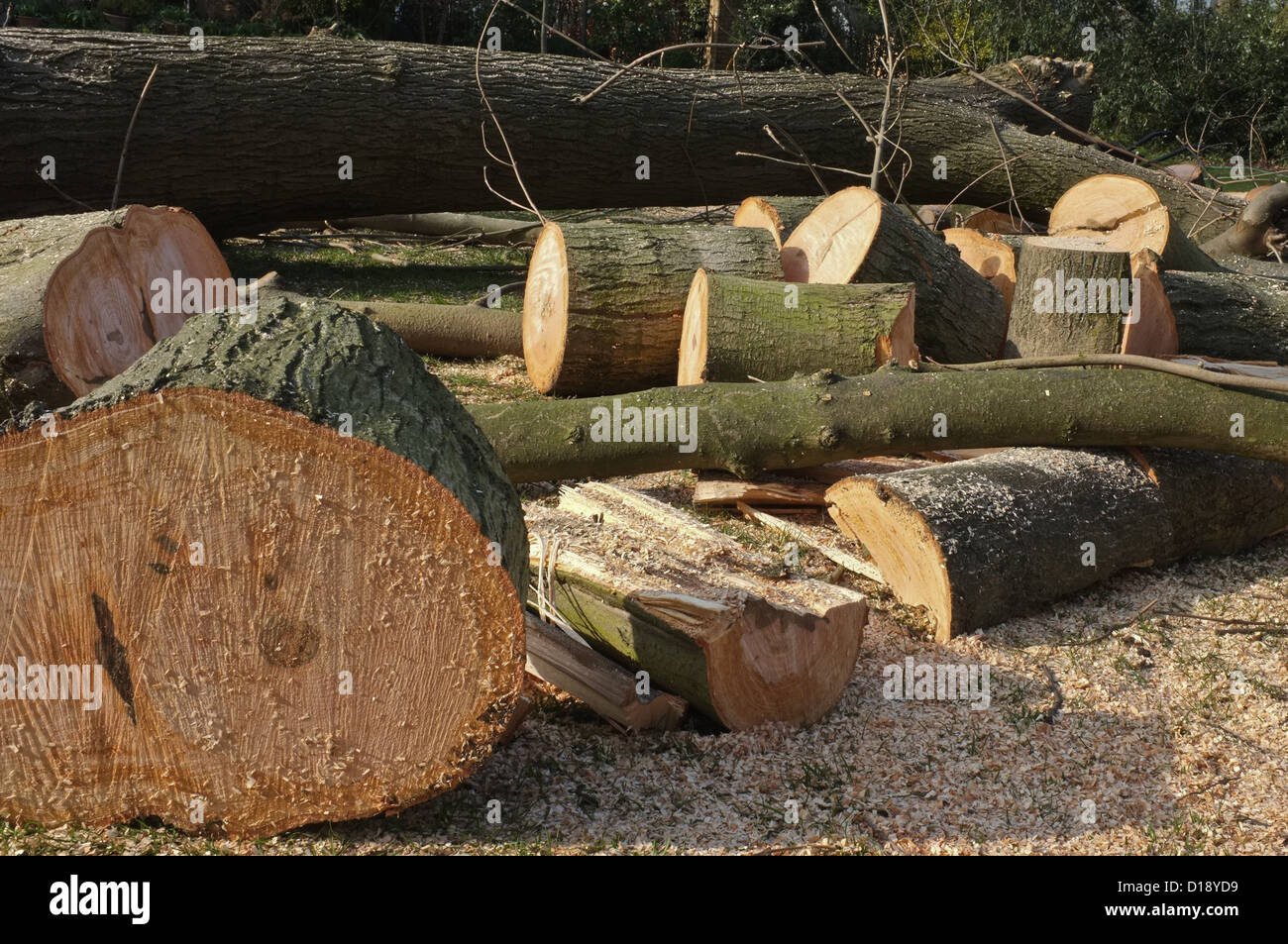 Freshly cut tree logs Stock Photo - Alamy
