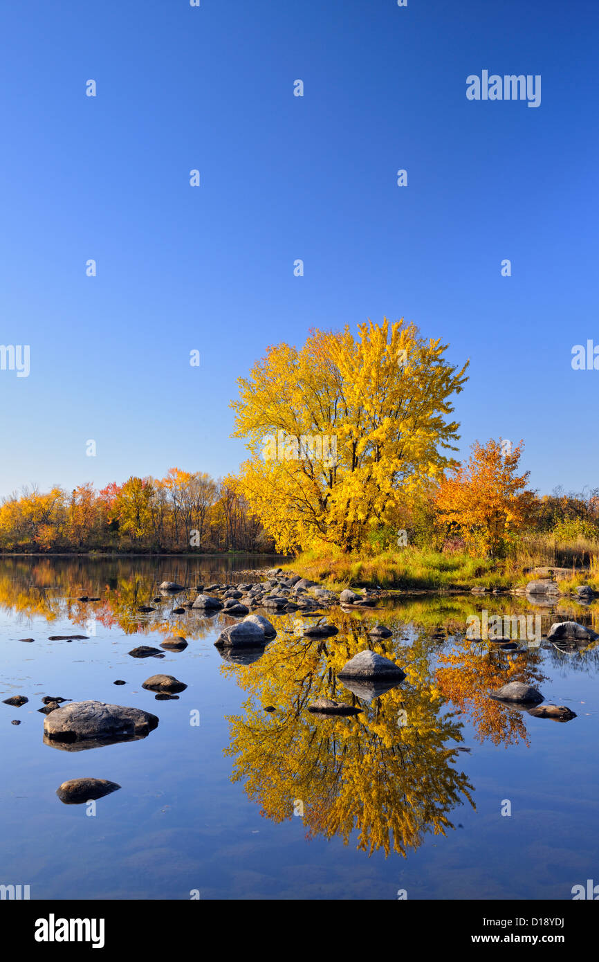 A mature autumn sugar maple reflected in the Vermilion River, Greater ...