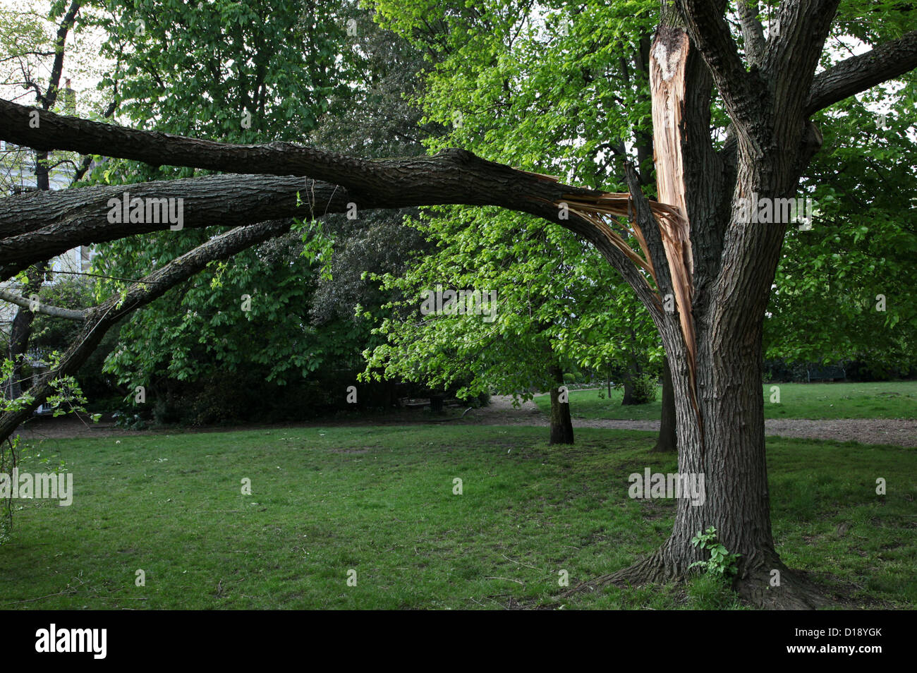 Sheared off branch hi-res stock photography and images - Alamy