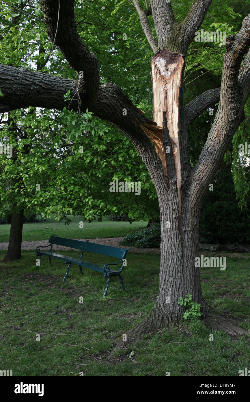 Sheared off branch hi-res stock photography and images - Alamy