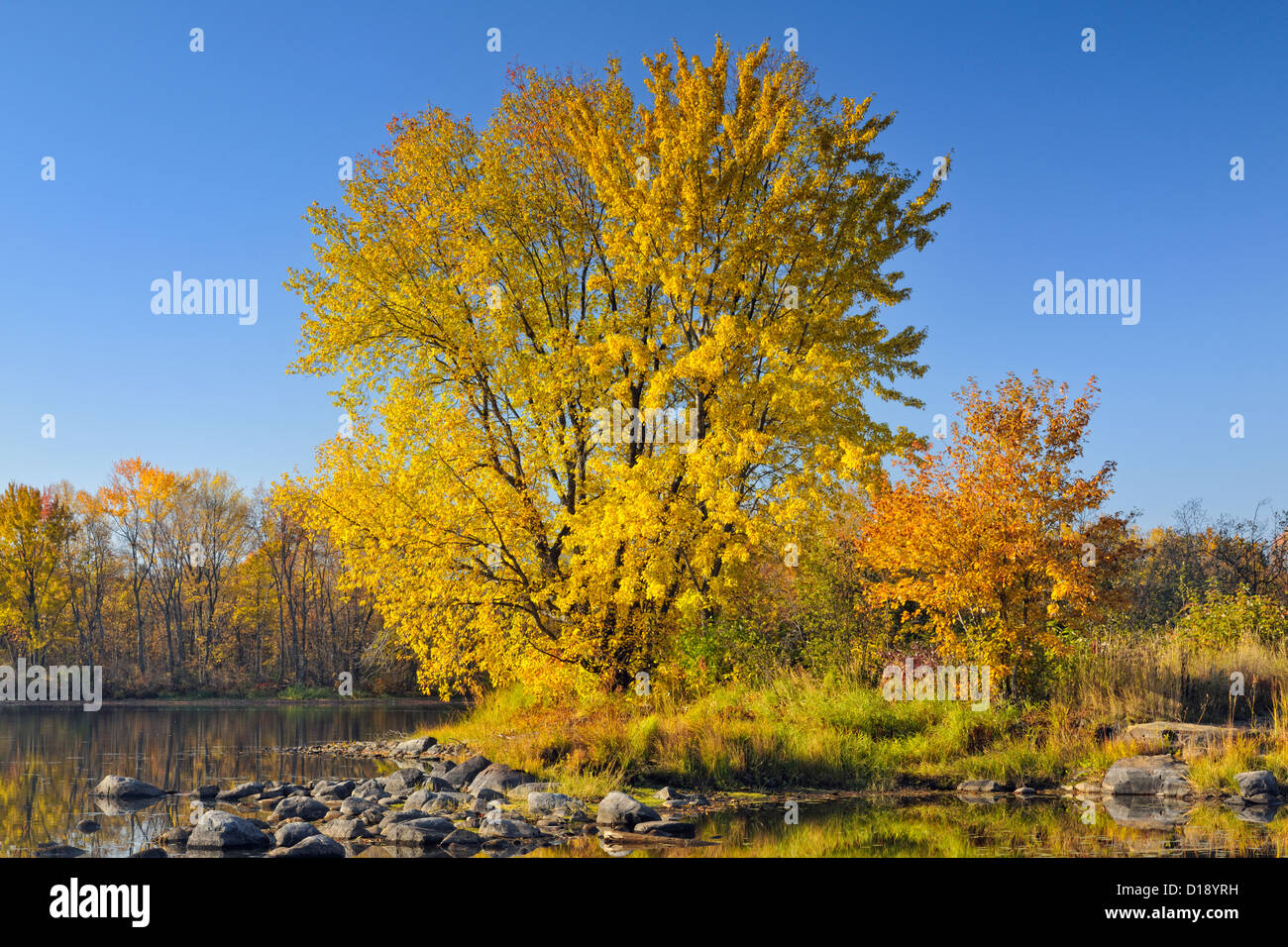 A mature autumn sugar maple reflected in the Vermilion River, Greater ...