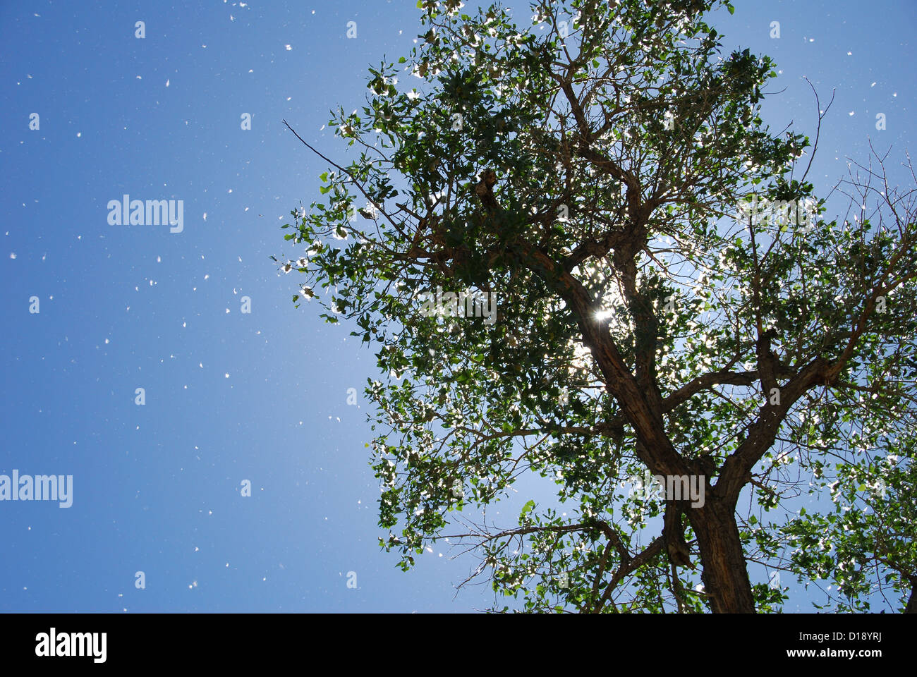 Seeds drifting in the air from cottonwood trees in Gray Canyon, Utah ...