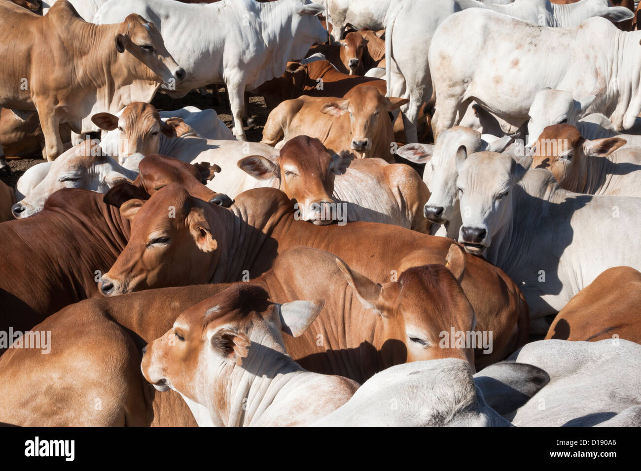 Boran kenya hi-res stock photography and images - Alamy