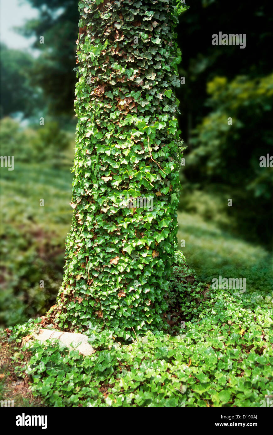 Tree trunk covered in ivy leaves Stock Photo - Alamy