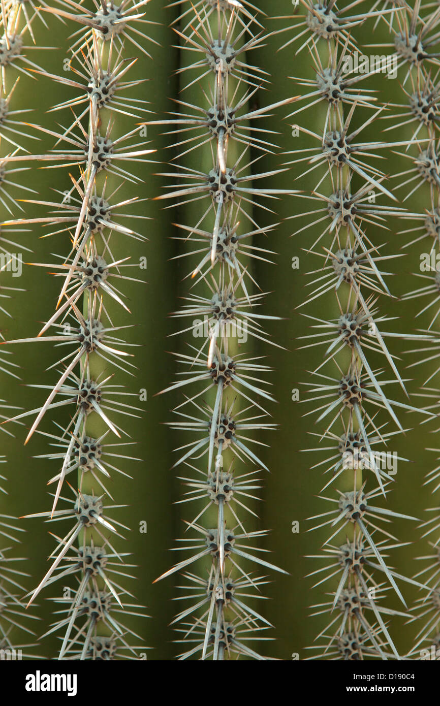 Close up of cactus surface Stock Photo - Alamy