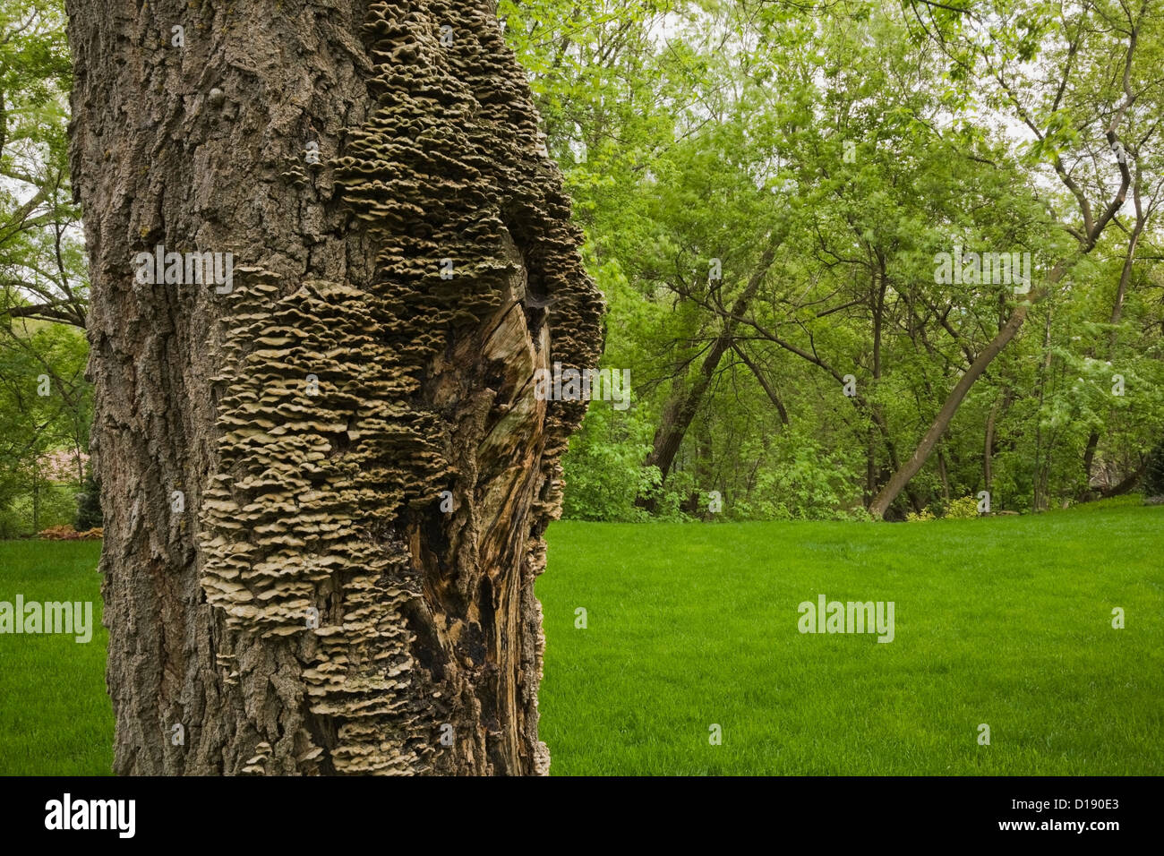 Maple aging hi-res stock photography and images - Alamy