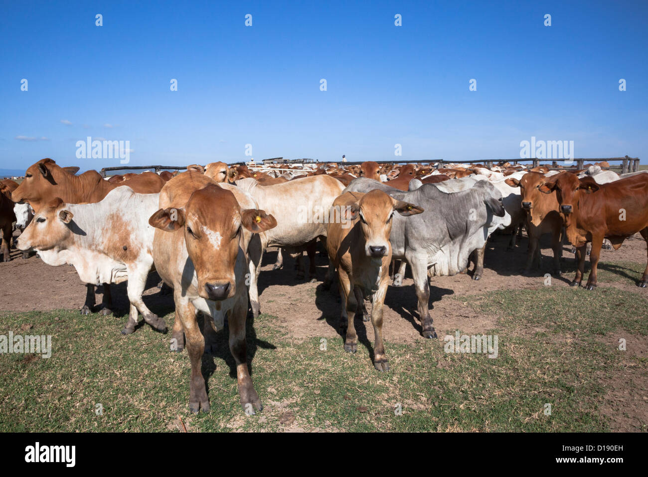 Boran cattle herd used in wildlife conservation management, Ol Pejeta ...