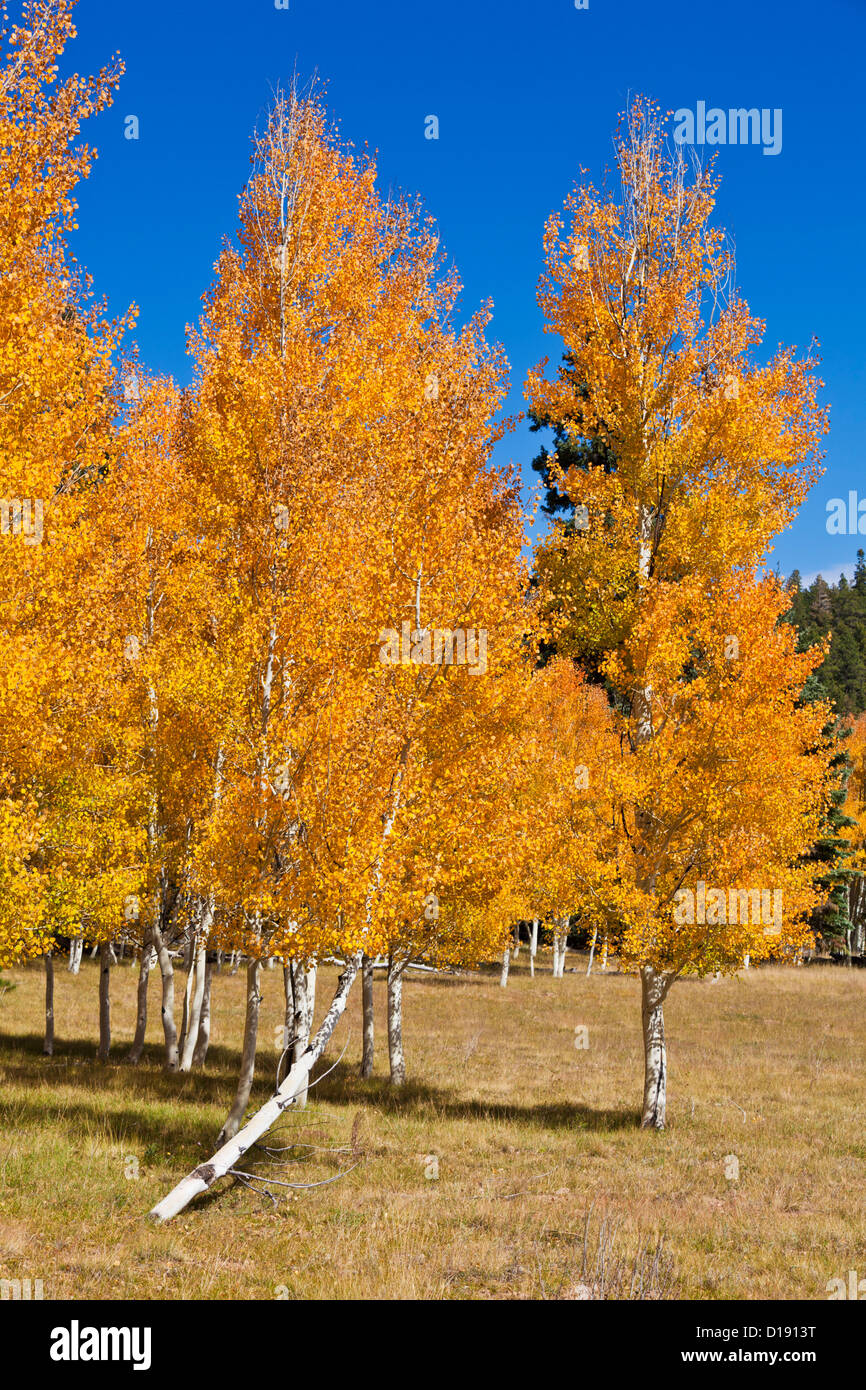 Autumn aspens on the grand canyon north rim Arizona USA US U S A North ...