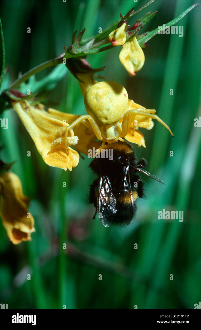 Flower spider female (Misumena vatia: Thomisidae) yellow form feeding ...