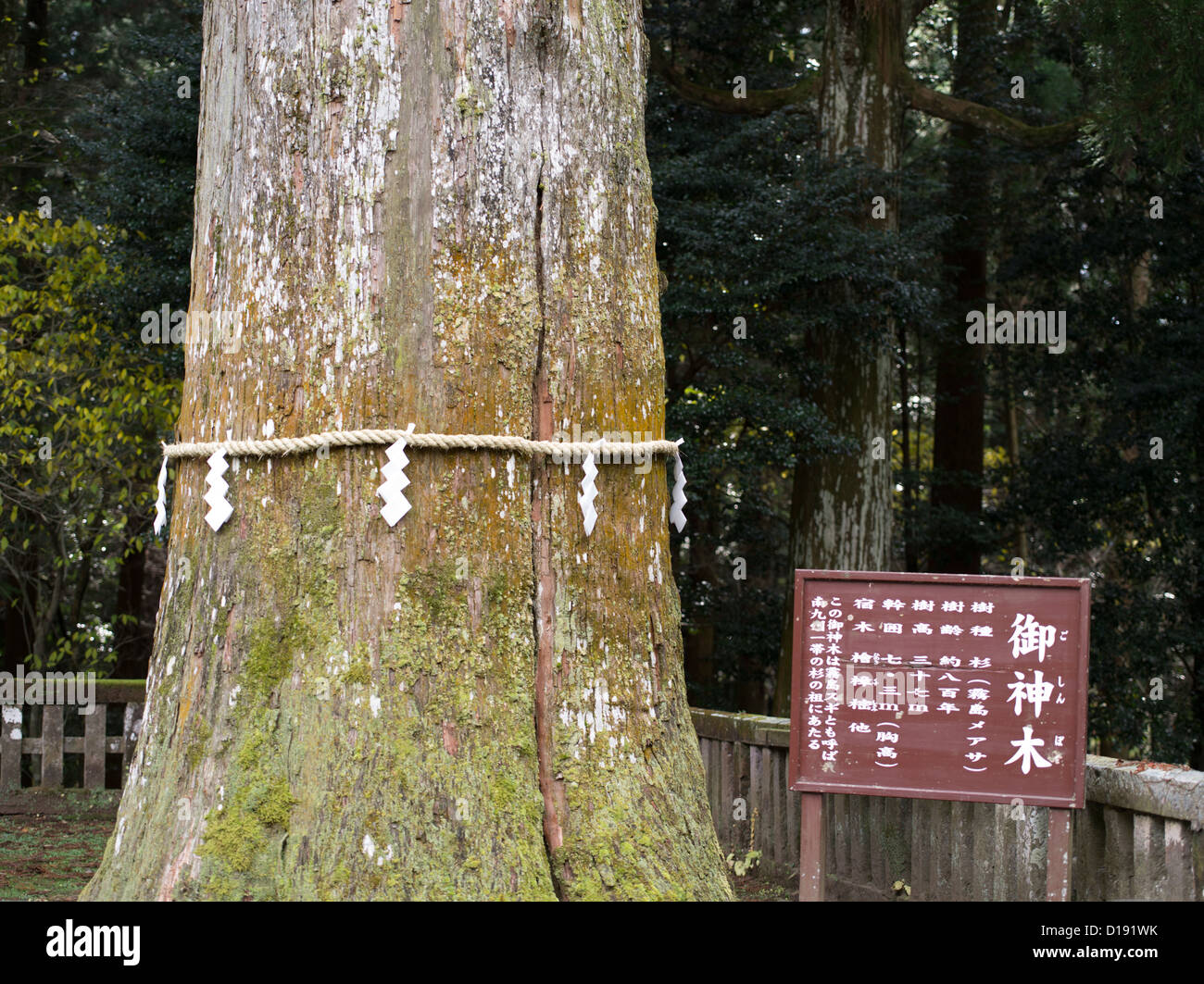 Yorishiro Sacred tree at Kirishima-Jingu ( Kirishima Shrine ) Shinto ...