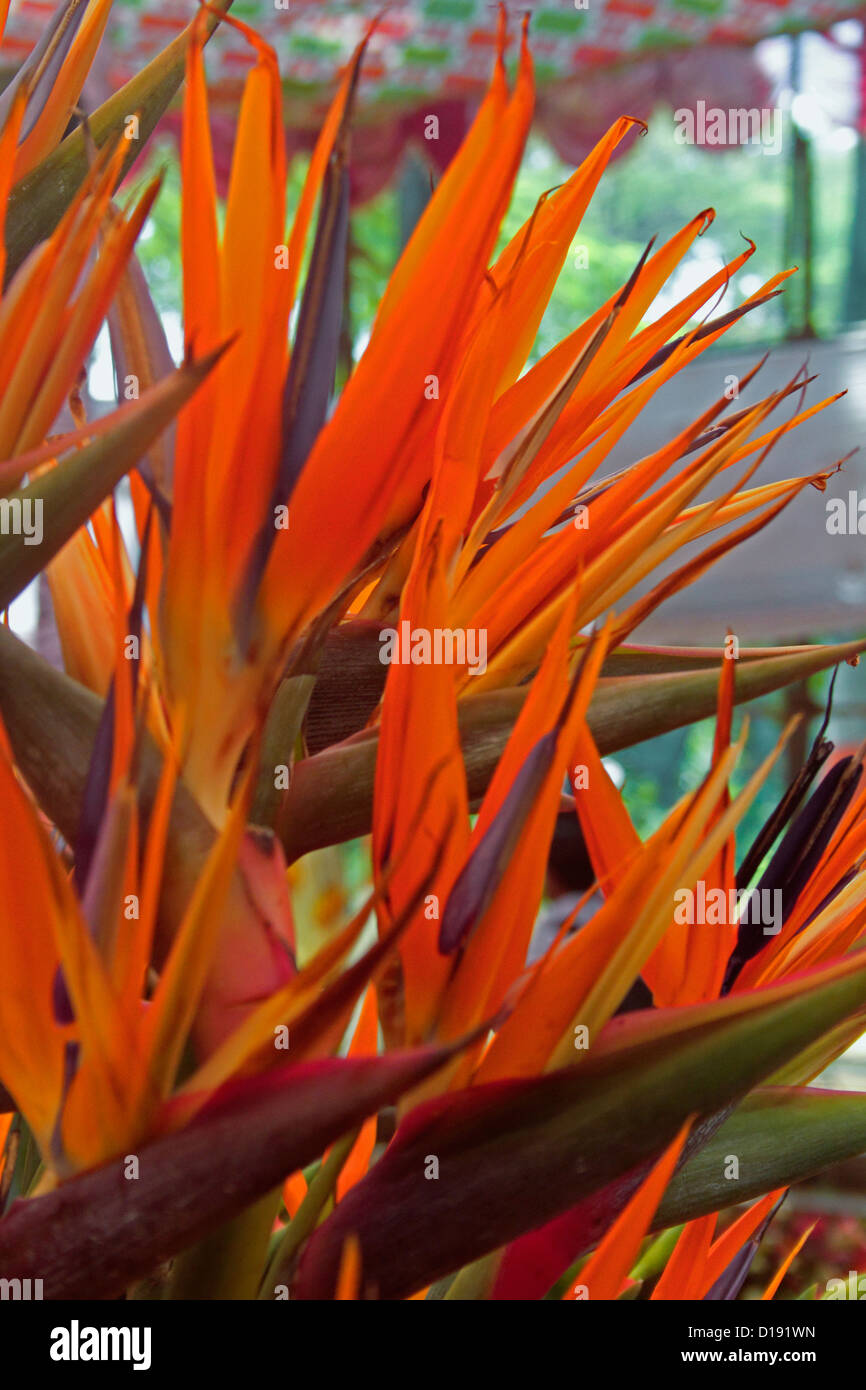 Bird-of-paradise, Crane flower, Strelitzia reginae Stock Photo - Alamy