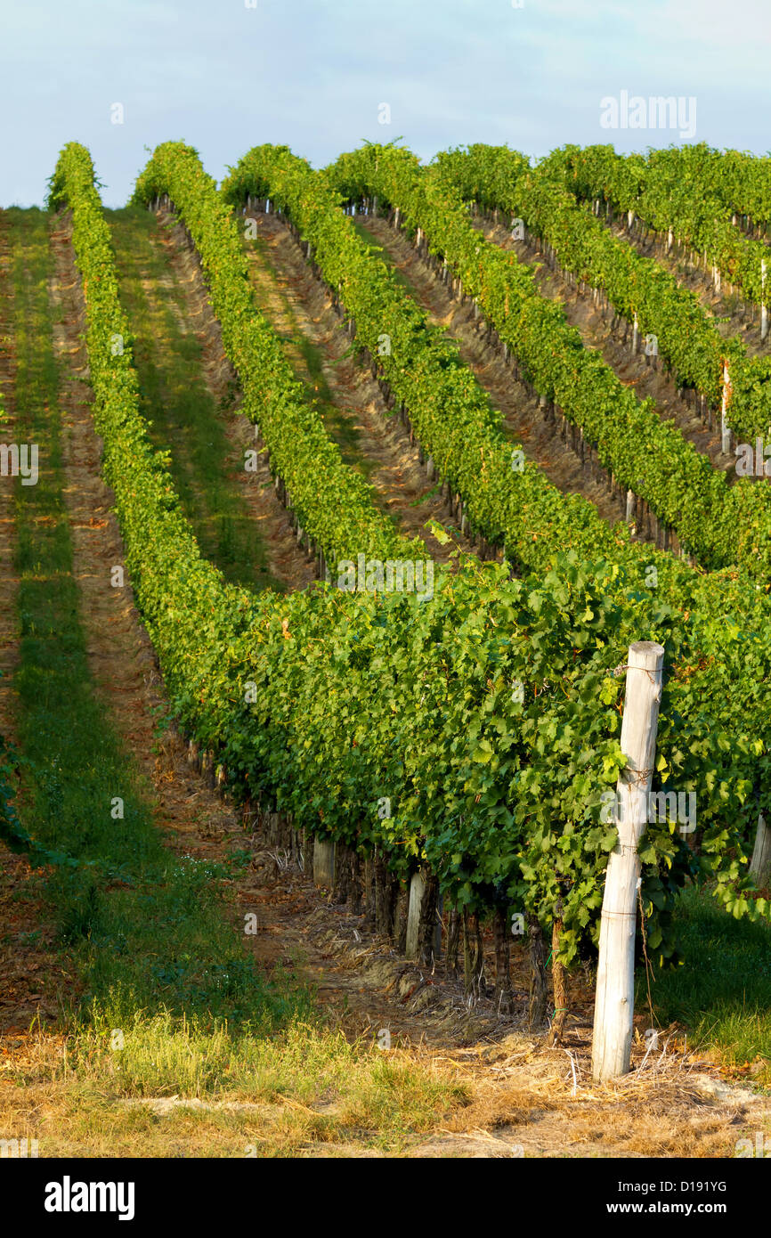Beautiful rows of grapes before harvesting Stock Photo - Alamy