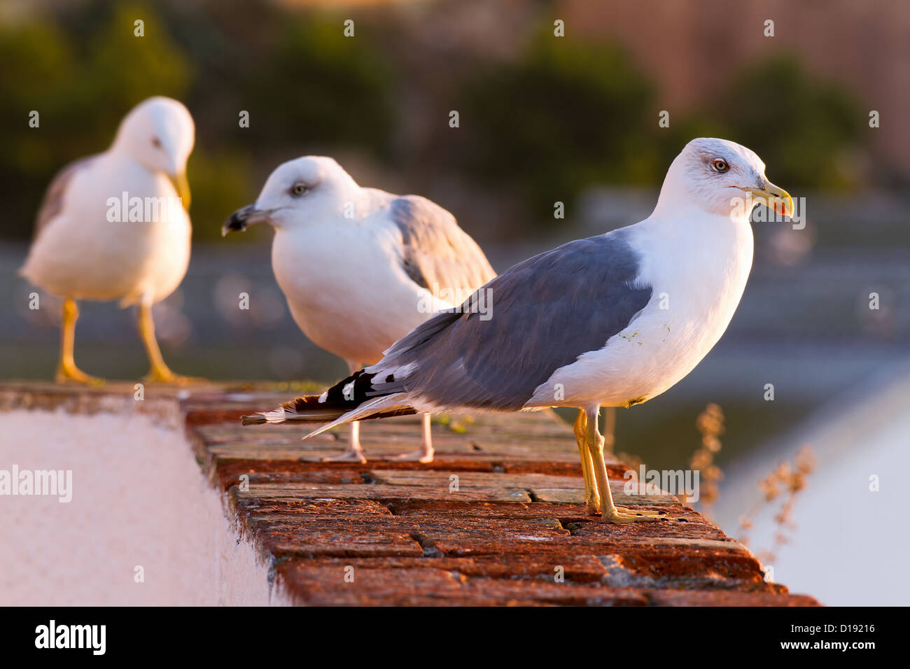Seagull poses hi-res stock photography and images - Alamy