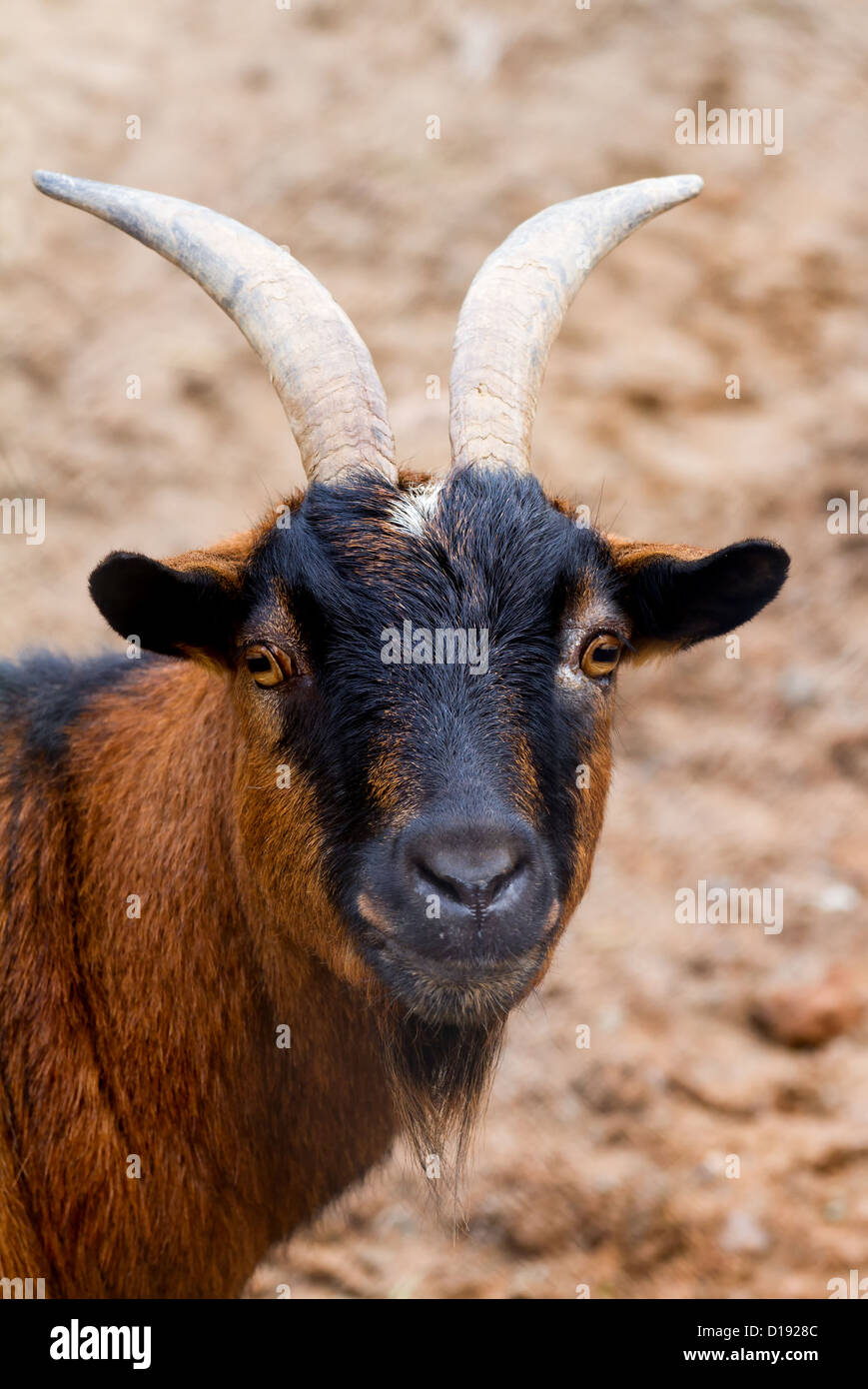 Tibetan goat hi-res stock photography and images - Alamy