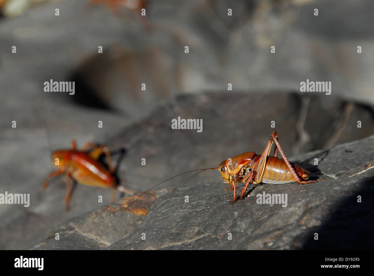 Mormon cricket hi-res stock photography and images - Alamy