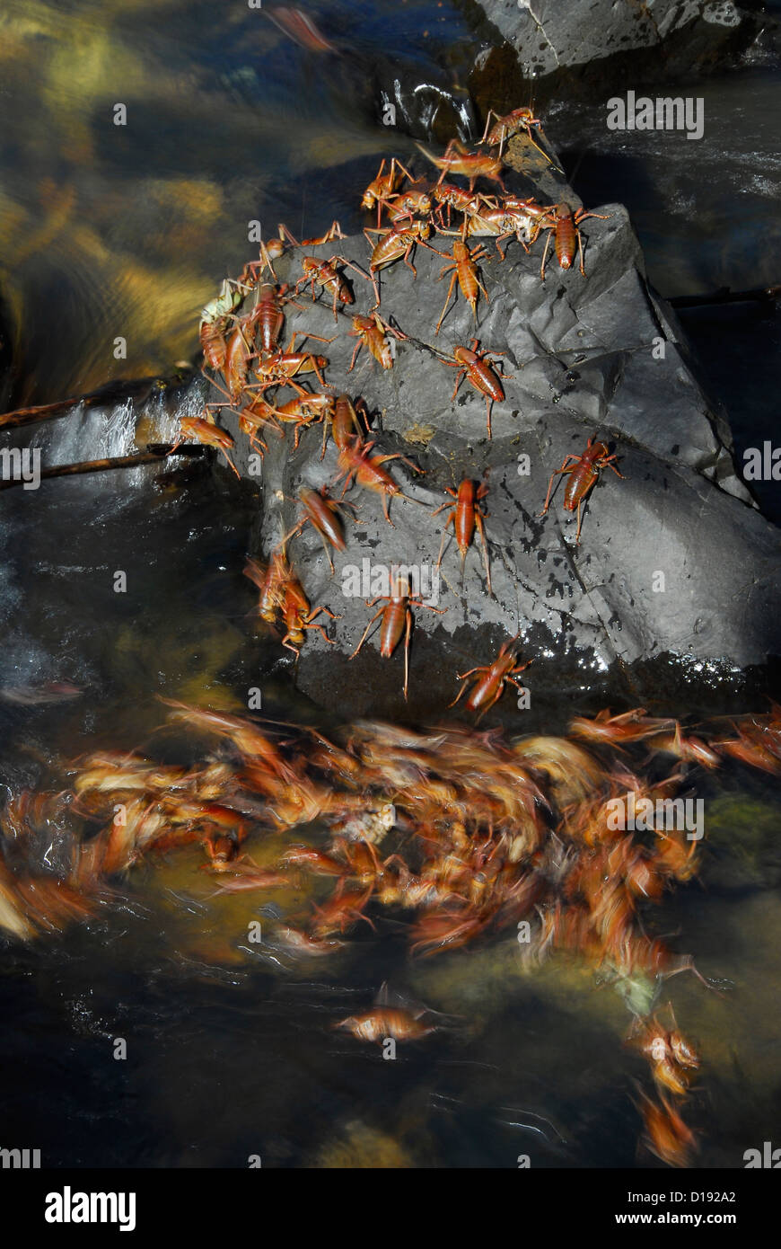 Mormon crickets migrating accross a stream in the Owyhee Mountains ...