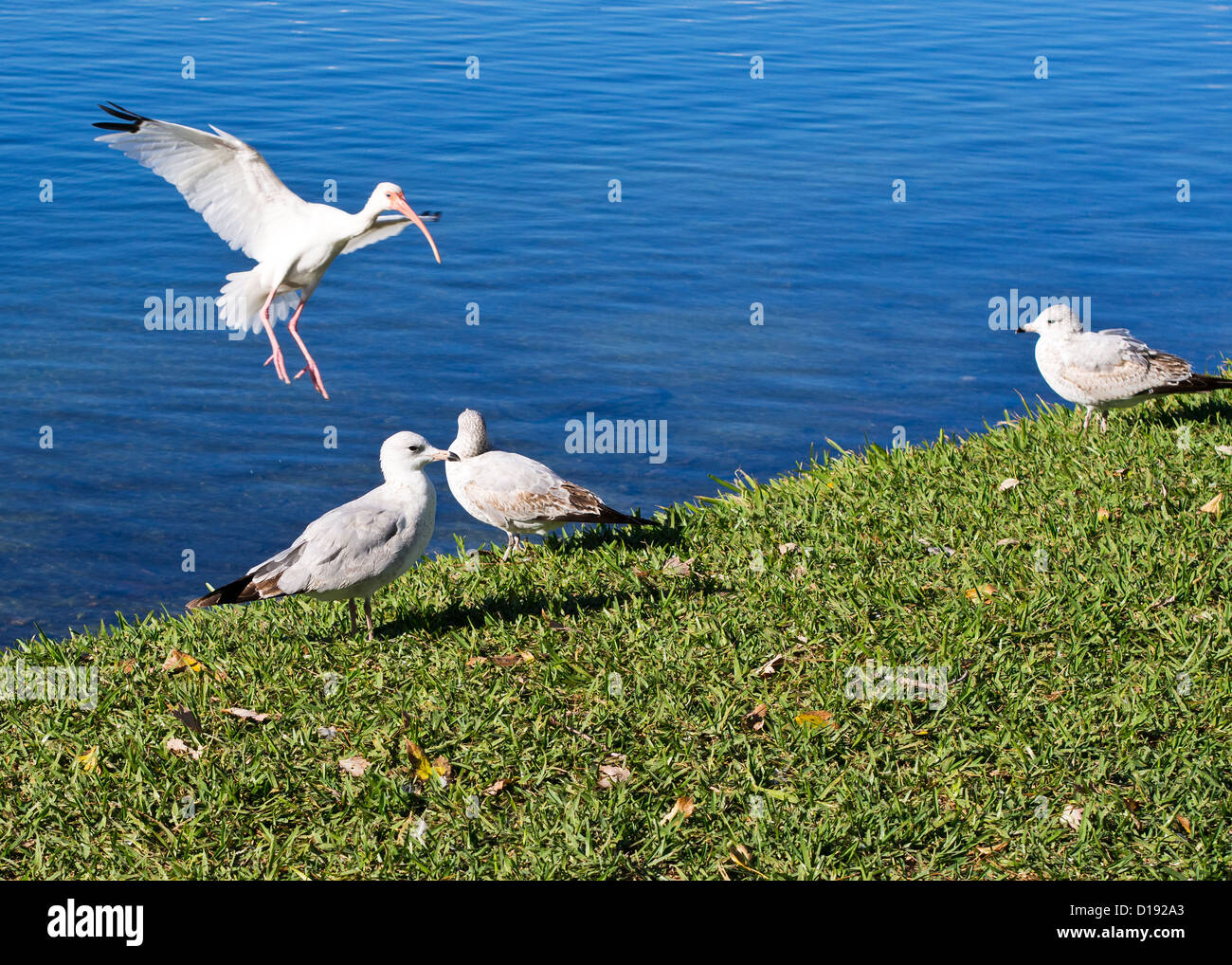 Dive bombing attack hi-res stock photography and images - Alamy