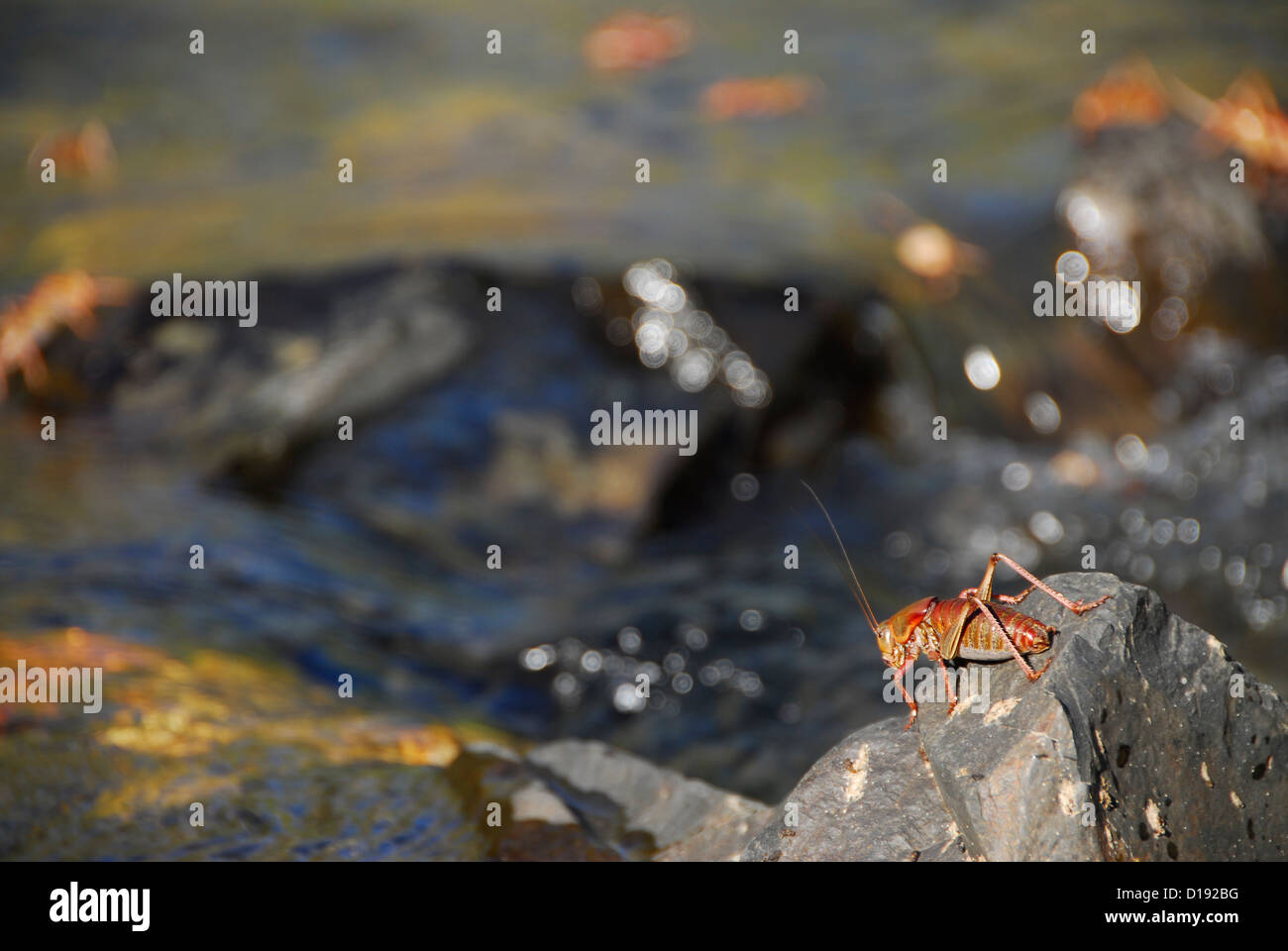 Mormon crickets migrating accross a stream in the Owyhee Mountains ...
