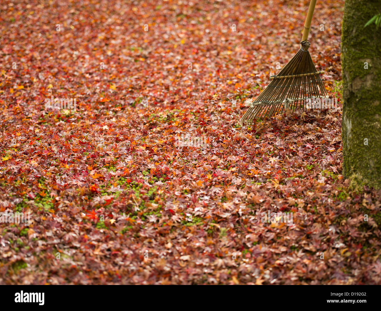 Fall / autumn in Kyoto, Japan. Red / golden brown leaves on the ground ...
