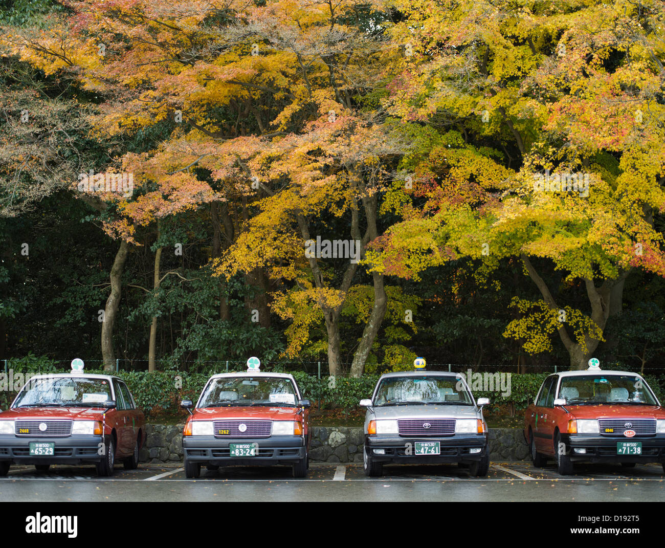 A line of taxis between Fall leaves at Kinkakuji Buddhist temple in ...