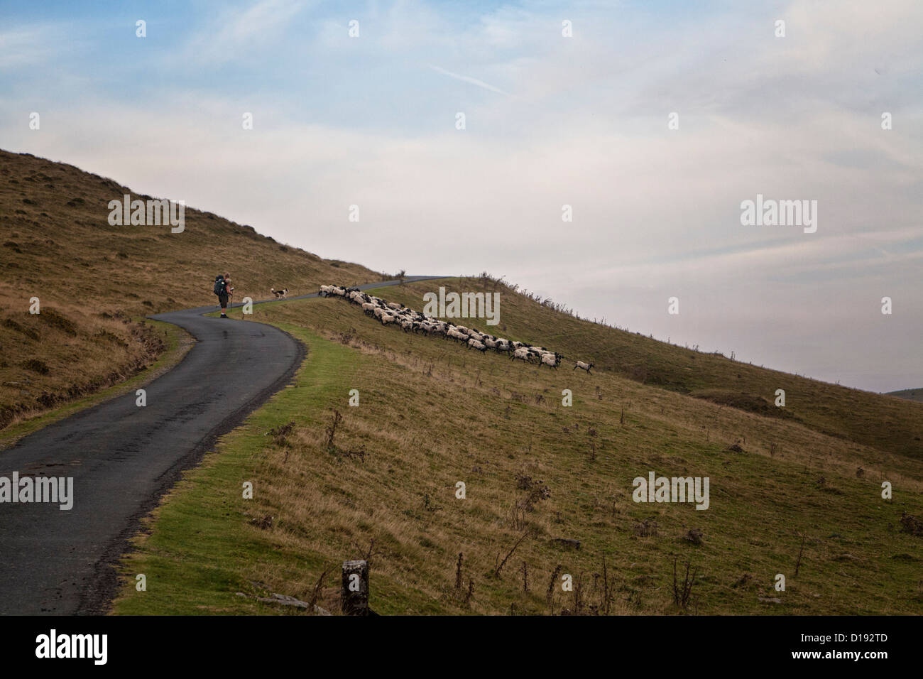 On a beautiful morning, a working sheepdog, herds sheep across the ...