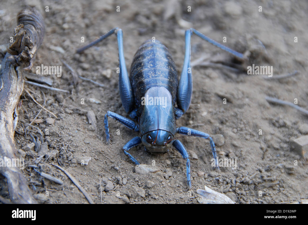 Insect, Wallowa Mountains, Oregon Stock Photo - Alamy