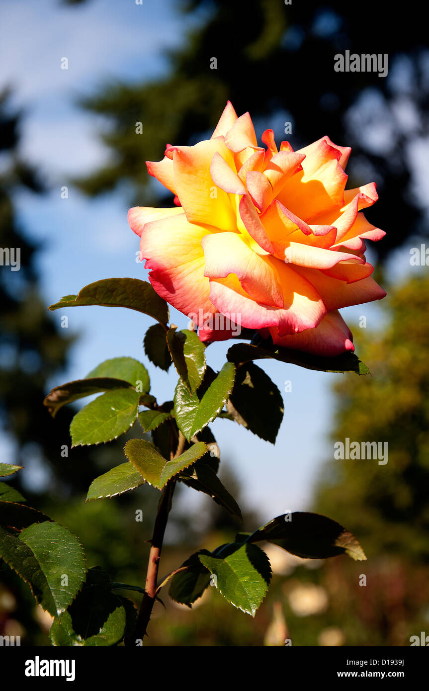 The National Rose Garden in Portland Oregon USA Stock Photo - Alamy