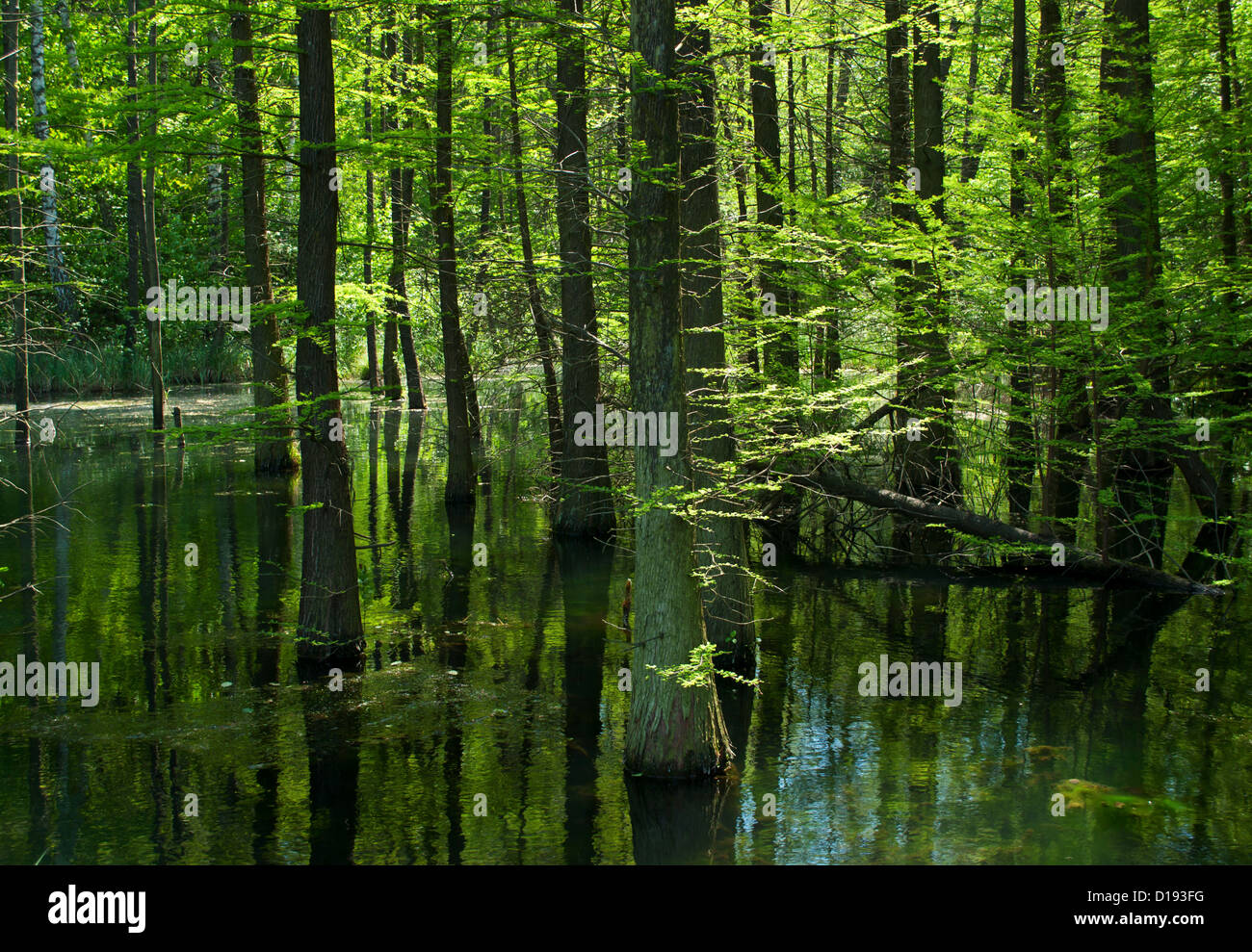 Swamp in the green forest Stock Photo - Alamy
