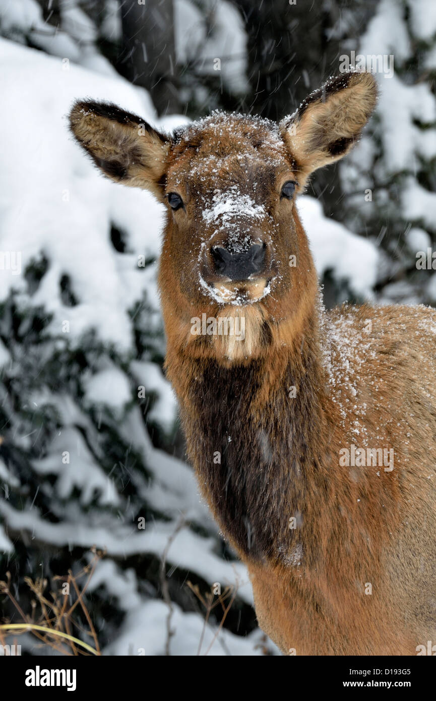 A front view portrait of a wild female elk on a snowy day in northern ...