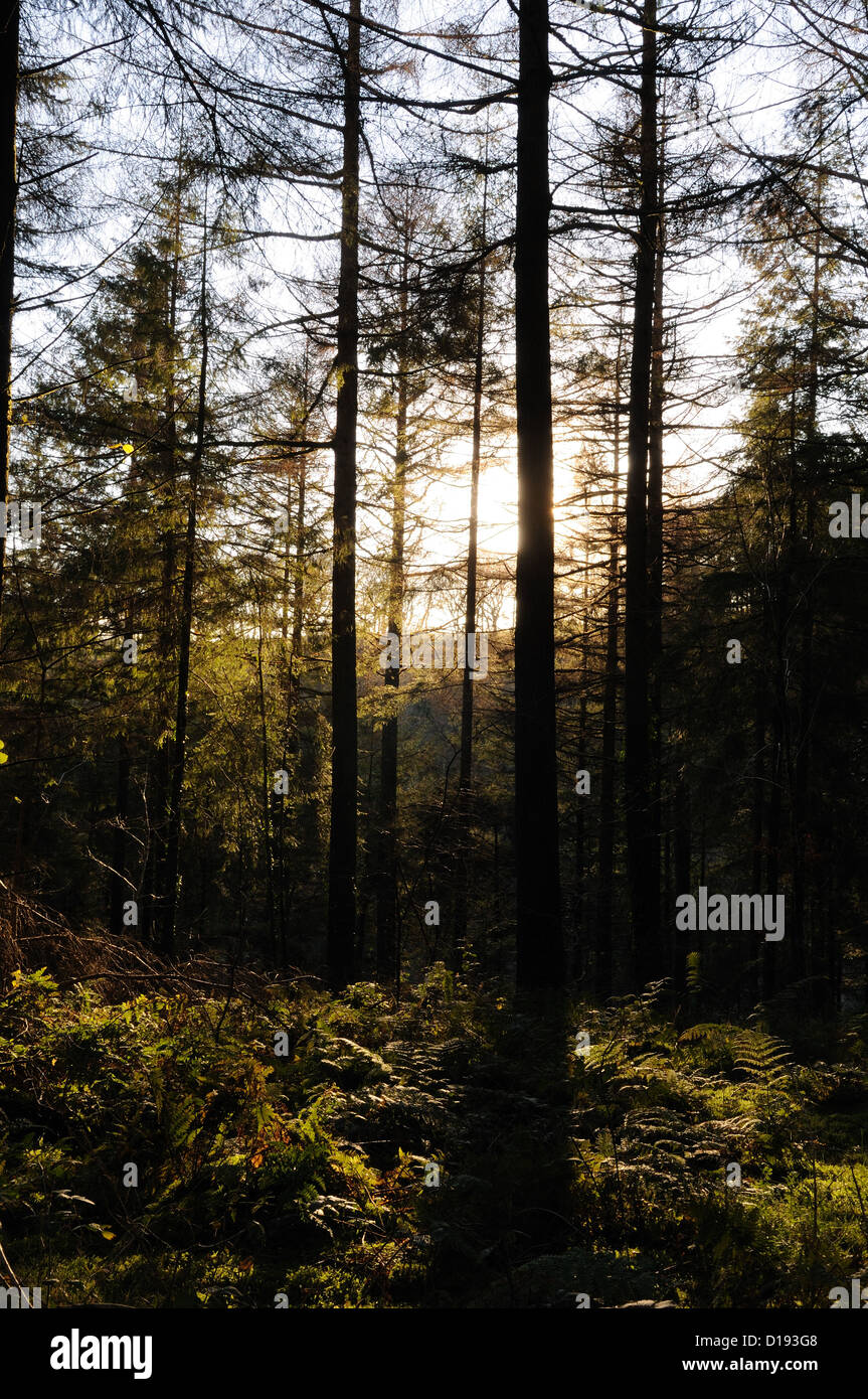 Late evening light through conifer trees Brechfa Forest Carmarthenshire ...