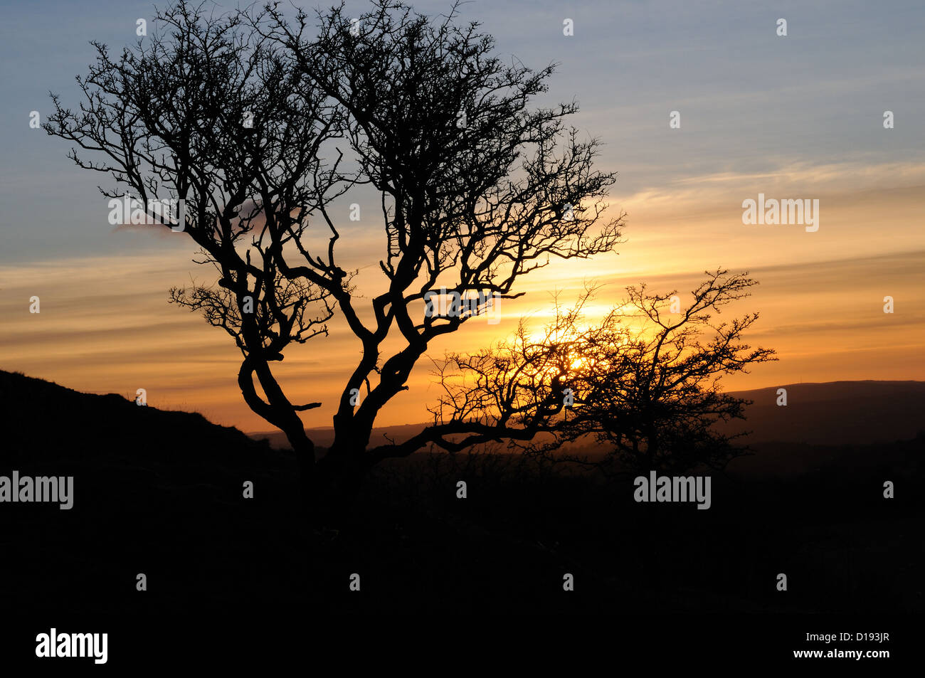 Hawthorn Bush High Resolution Stock Photography and Images - Alamy