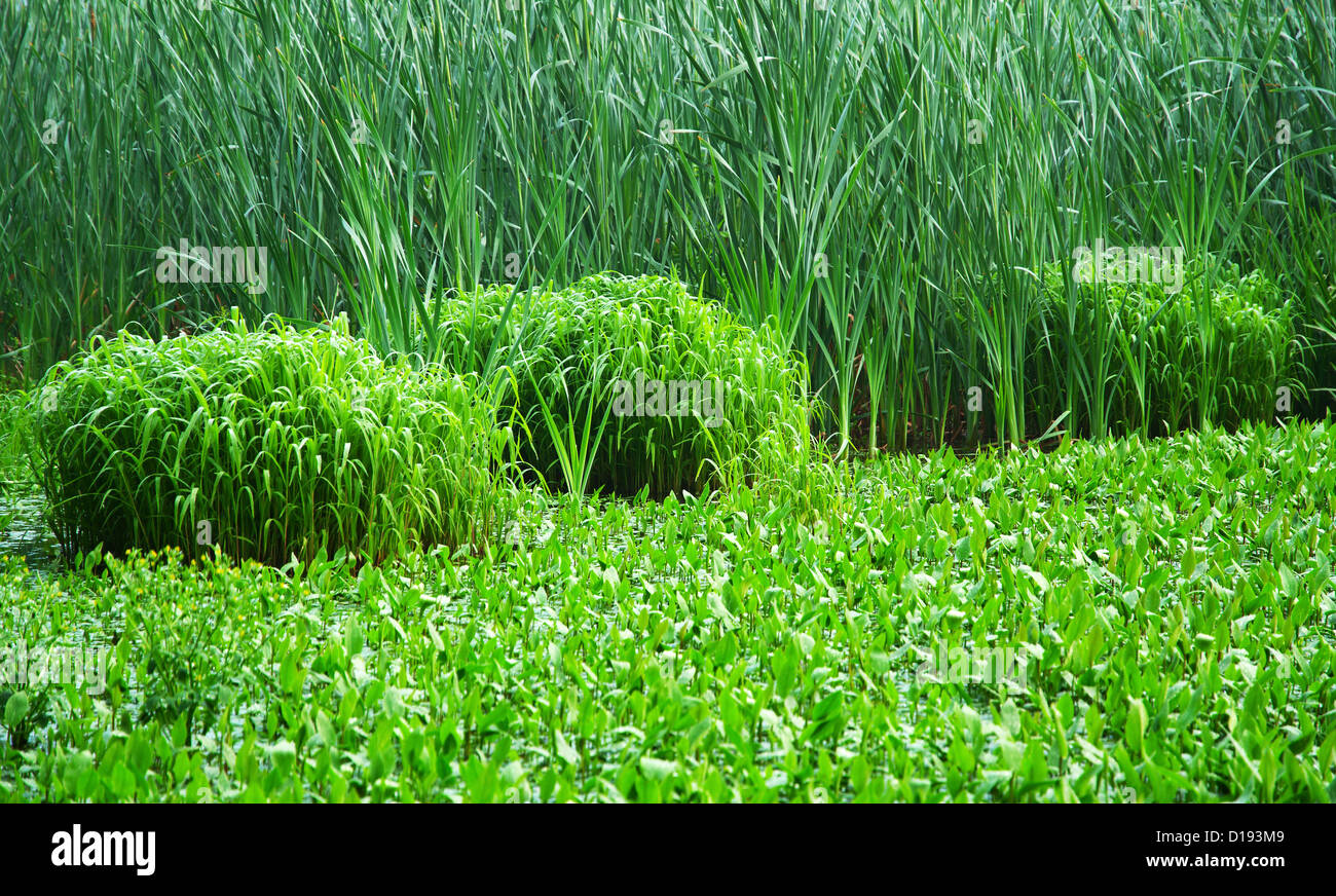 Swamp in the morning Stock Photo - Alamy