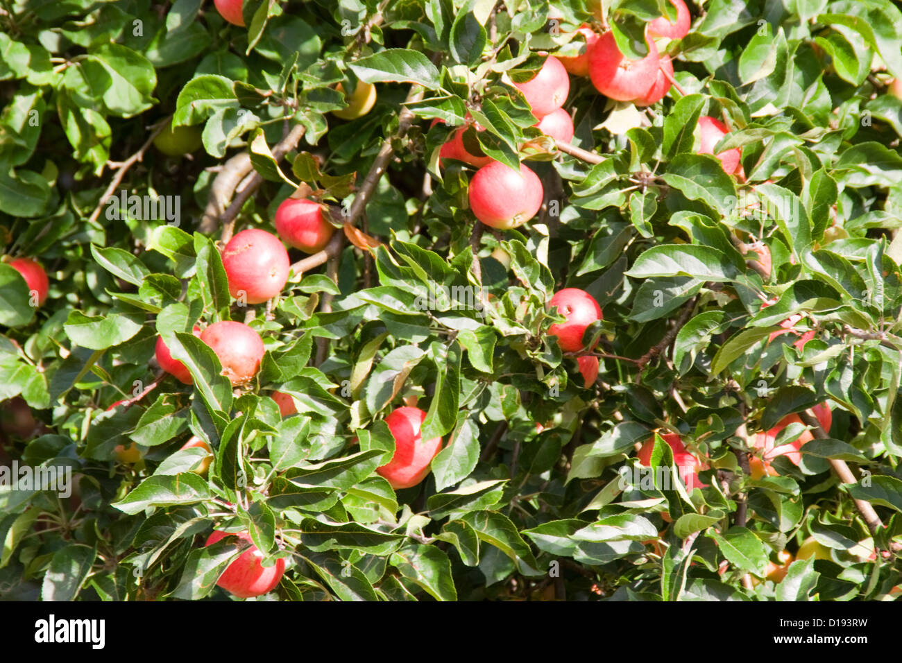 Worcester apples hi-res stock photography and images - Alamy