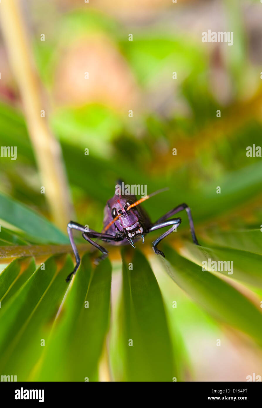 Locust on Palm,Costa Rica Stock Photo - Alamy