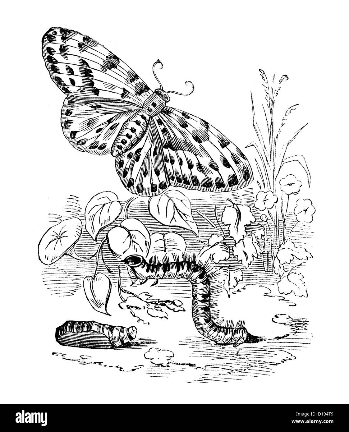 Victorian wildlife art Cut Out Stock Images & Pictures - Alamy