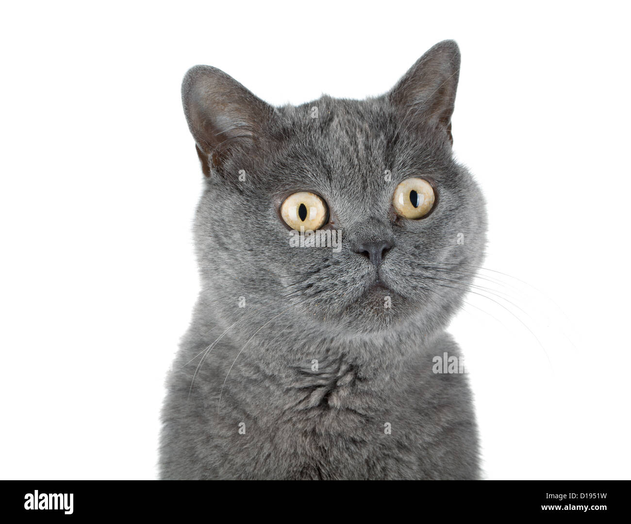 Closeup portrait of a grey cat. Isolated on white background Stock ...