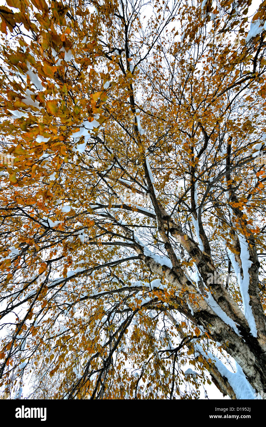 Birch trees alberta canada hi-res stock photography and images - Alamy
