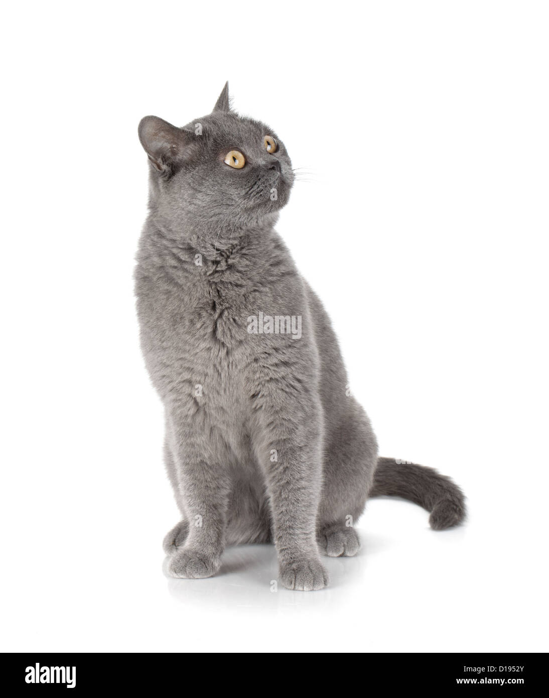 Sitting grey cat looking up. Isolated on white background Stock Photo ...