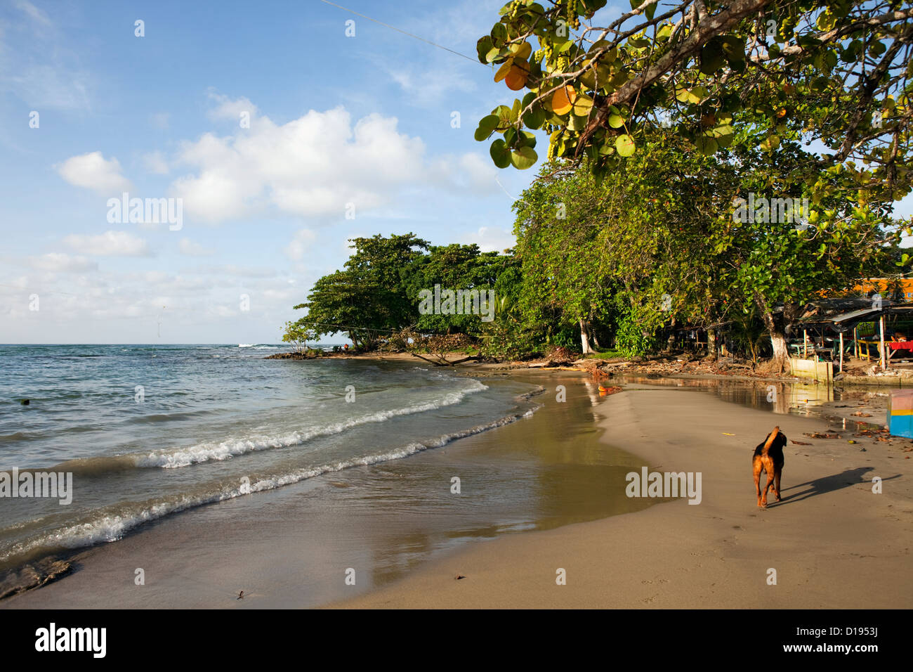 Dog walking on beach in Playa Viejo,Costa Rica Stock Photo - Alamy
