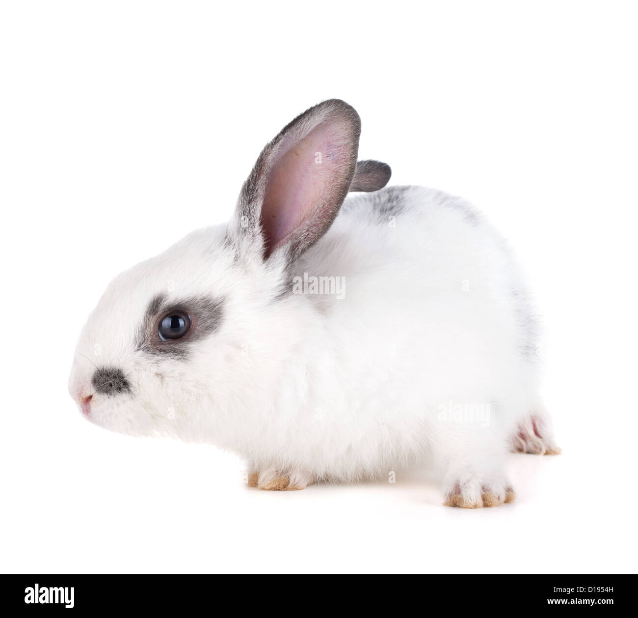 Small rabbit. Isolated on white background Stock Photo - Alamy